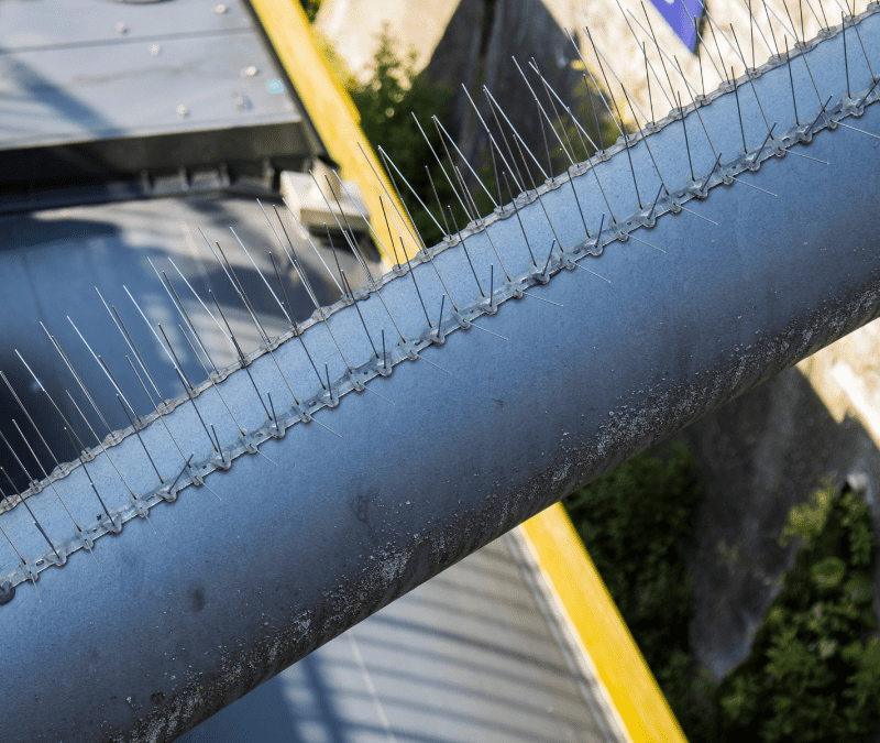 Using Design & Deterrence to Keep Birds Out of Signs - Ortwein Sign